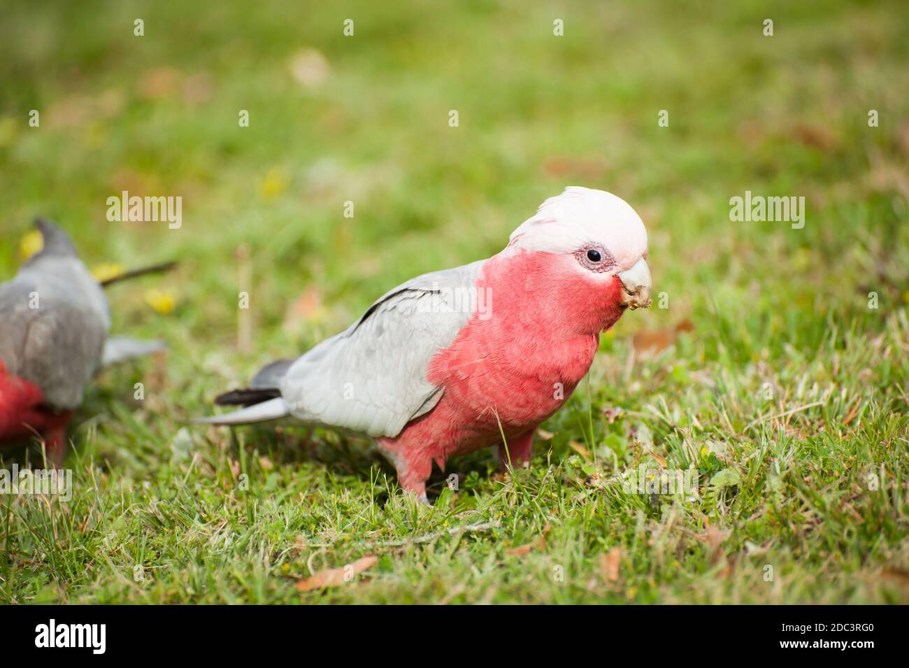 Common cockatoo hi-res stock photography and images - Alamy