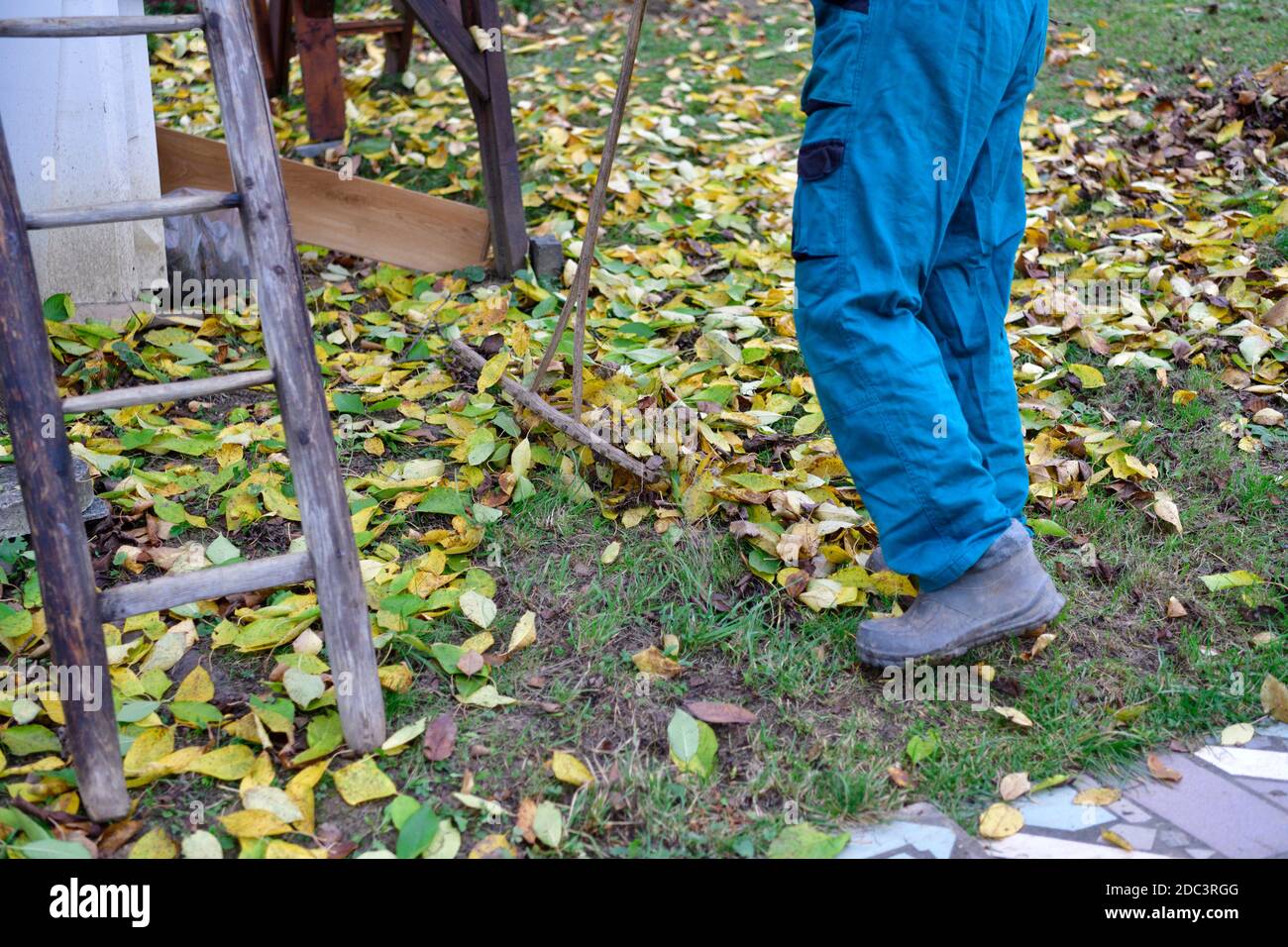 The traditional way of raking autumn leaves in the garden in the ...