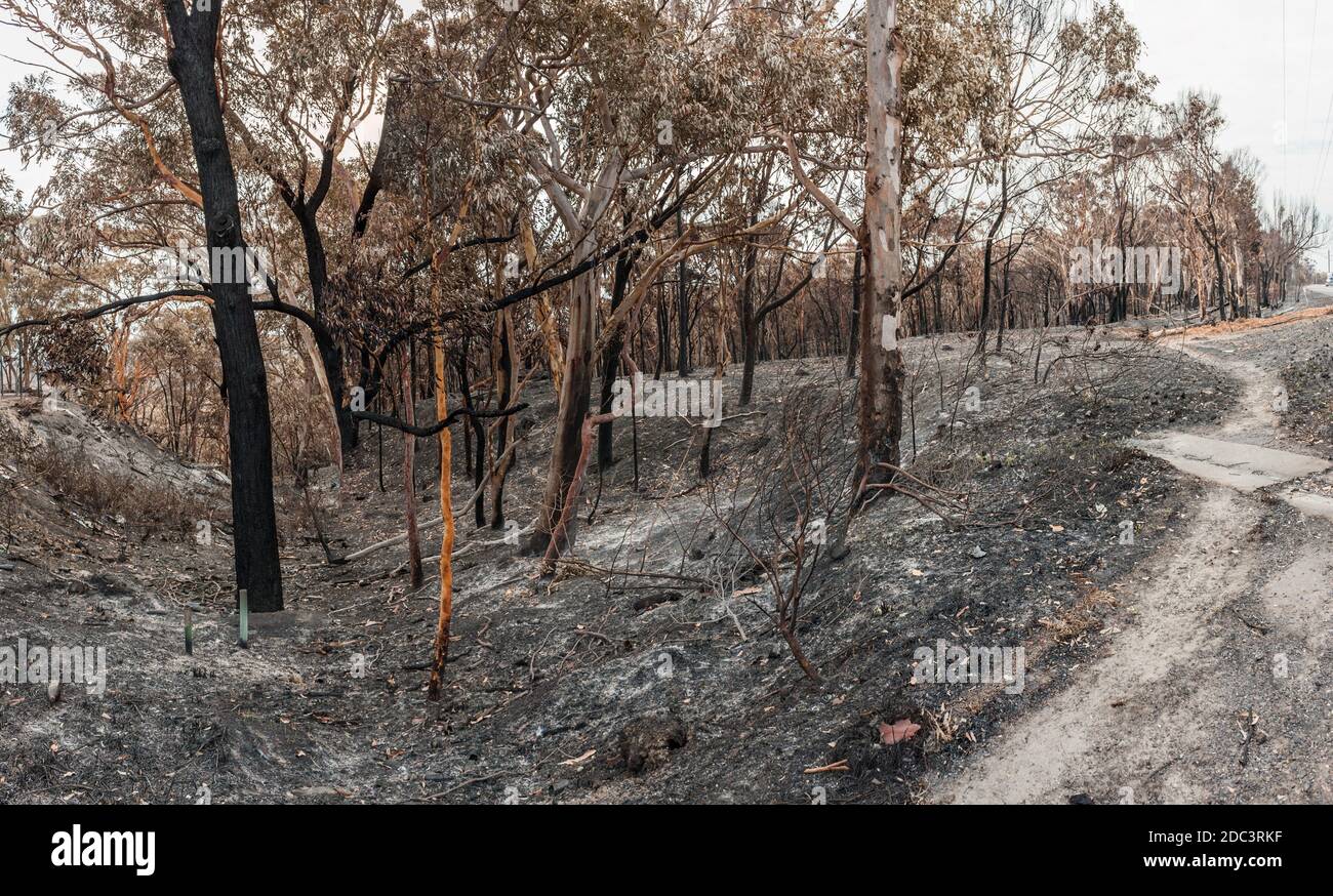 Australian forest after the serious bushfire. panorama Stock Photo - Alamy