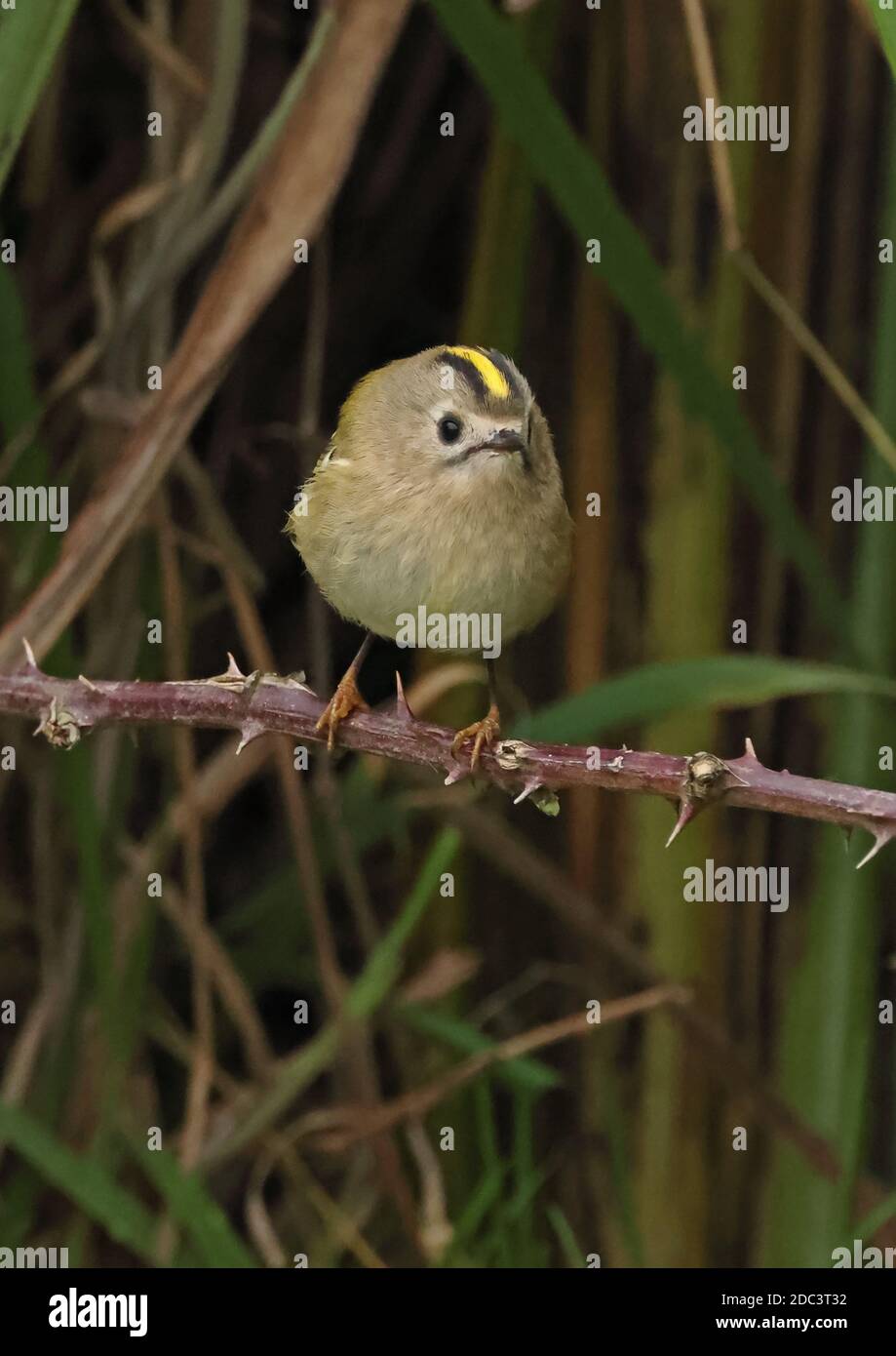 Female goldcrest hi-res stock photography and images - Alamy