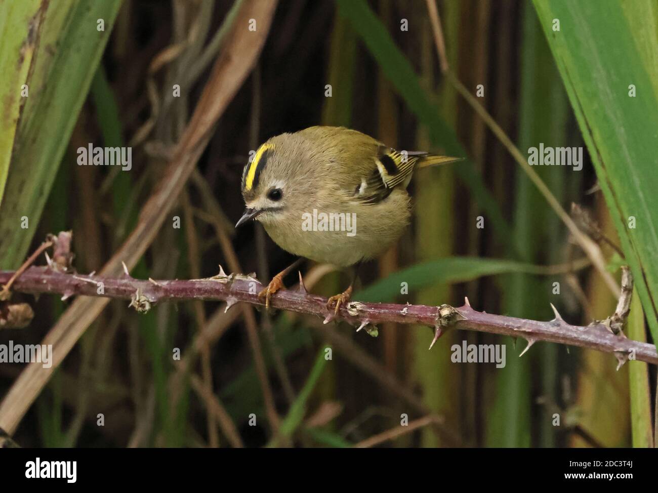 Female goldcrest hi-res stock photography and images - Alamy