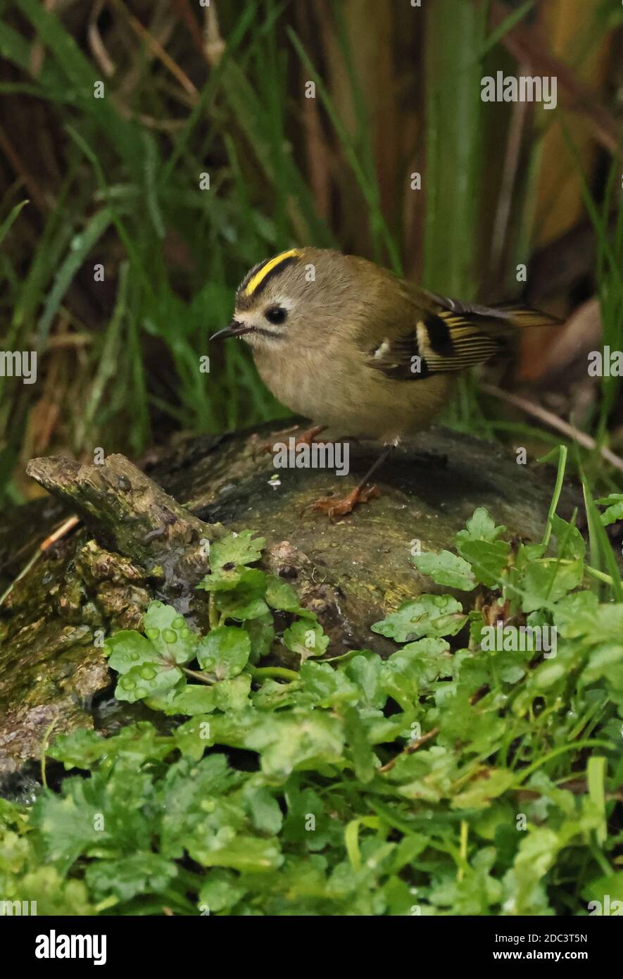 Goldcrest (Regulus regulus regulus) female standing on fallen log ...