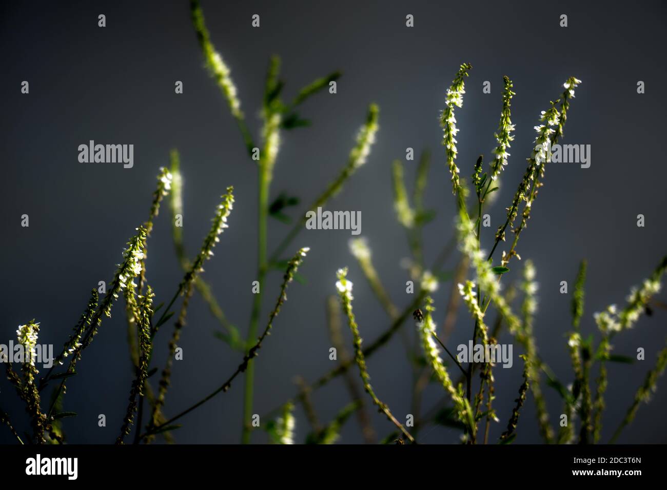 Plant with grey background Stock Photo - Alamy