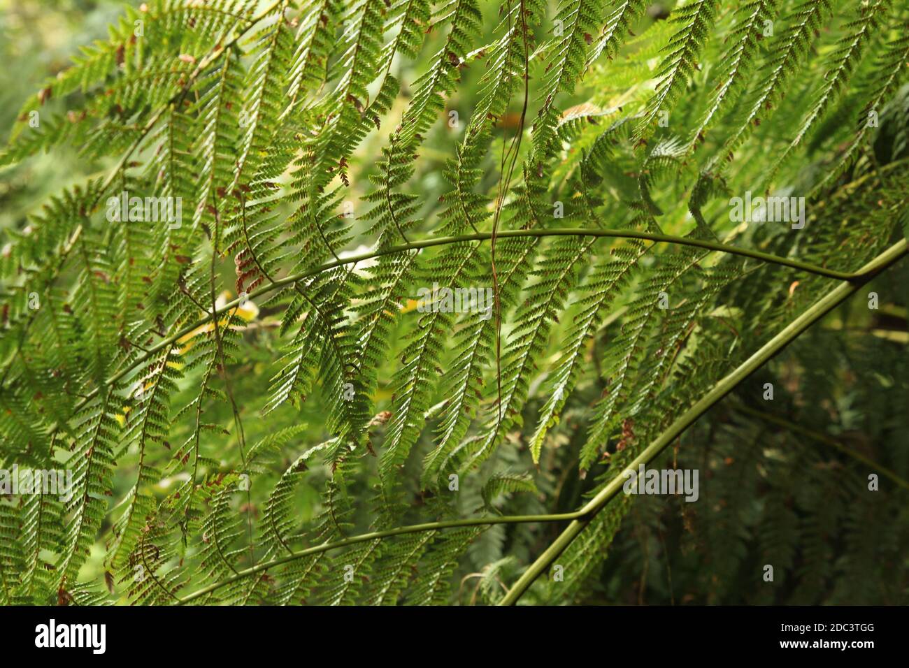 Pteridophyte fern growing in the tropical forest of Hidalgo, Mexico ...