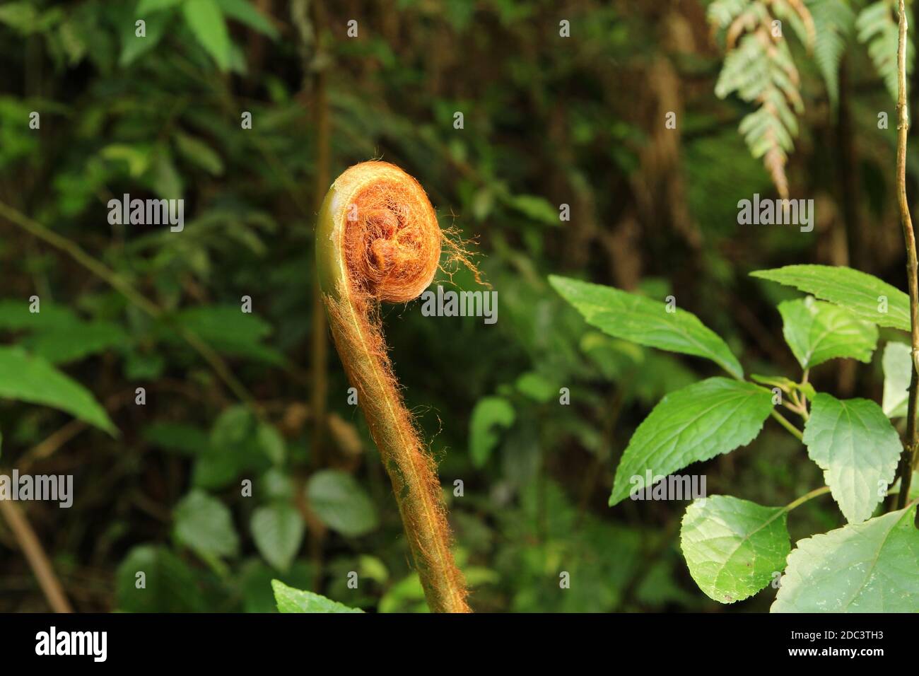Pteridophyte fern growing in the tropical forest of Hidalgo, Mexico ...
