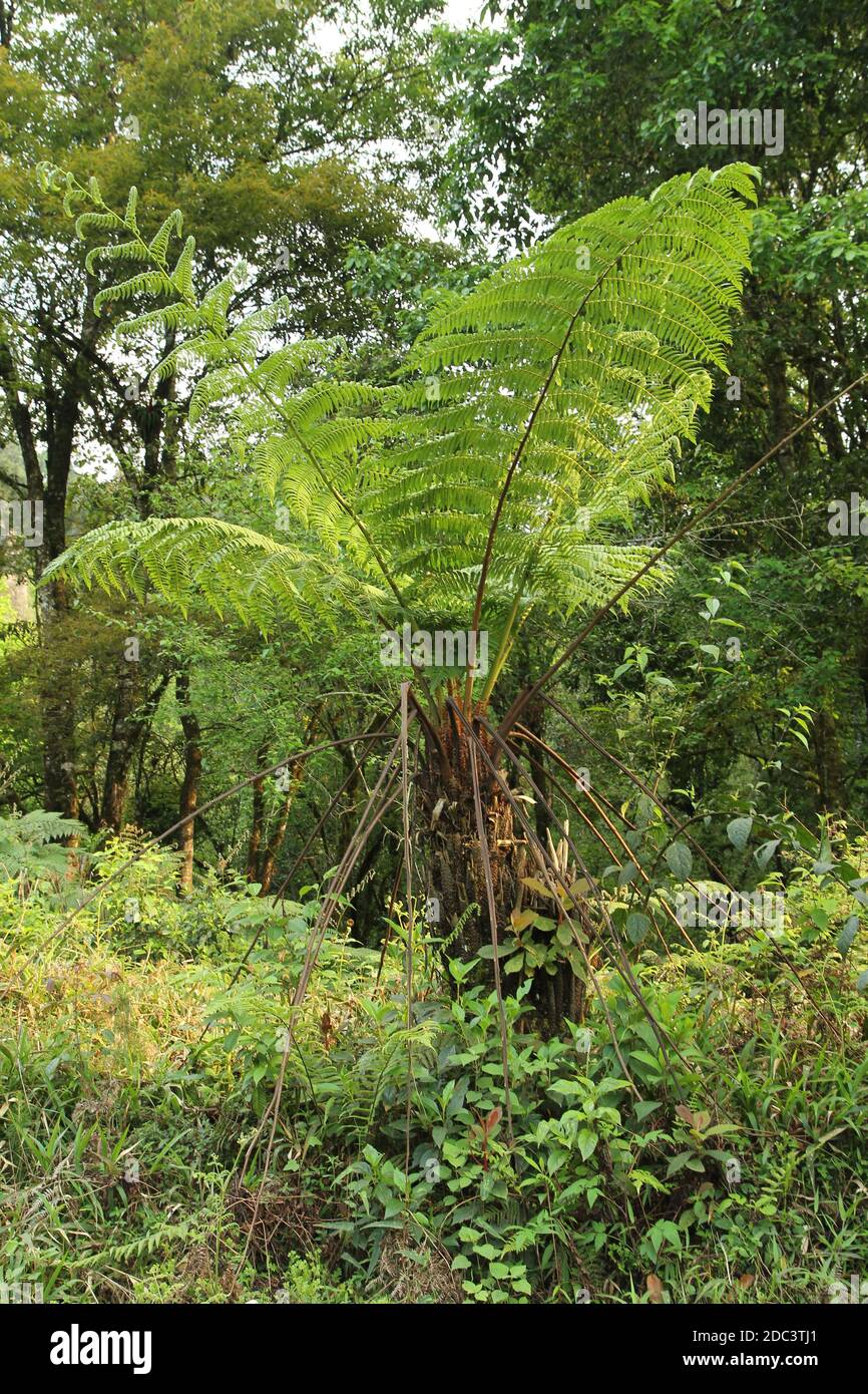 Pteridophyte fern growing in the tropical forest of Hidalgo, Mexico ...