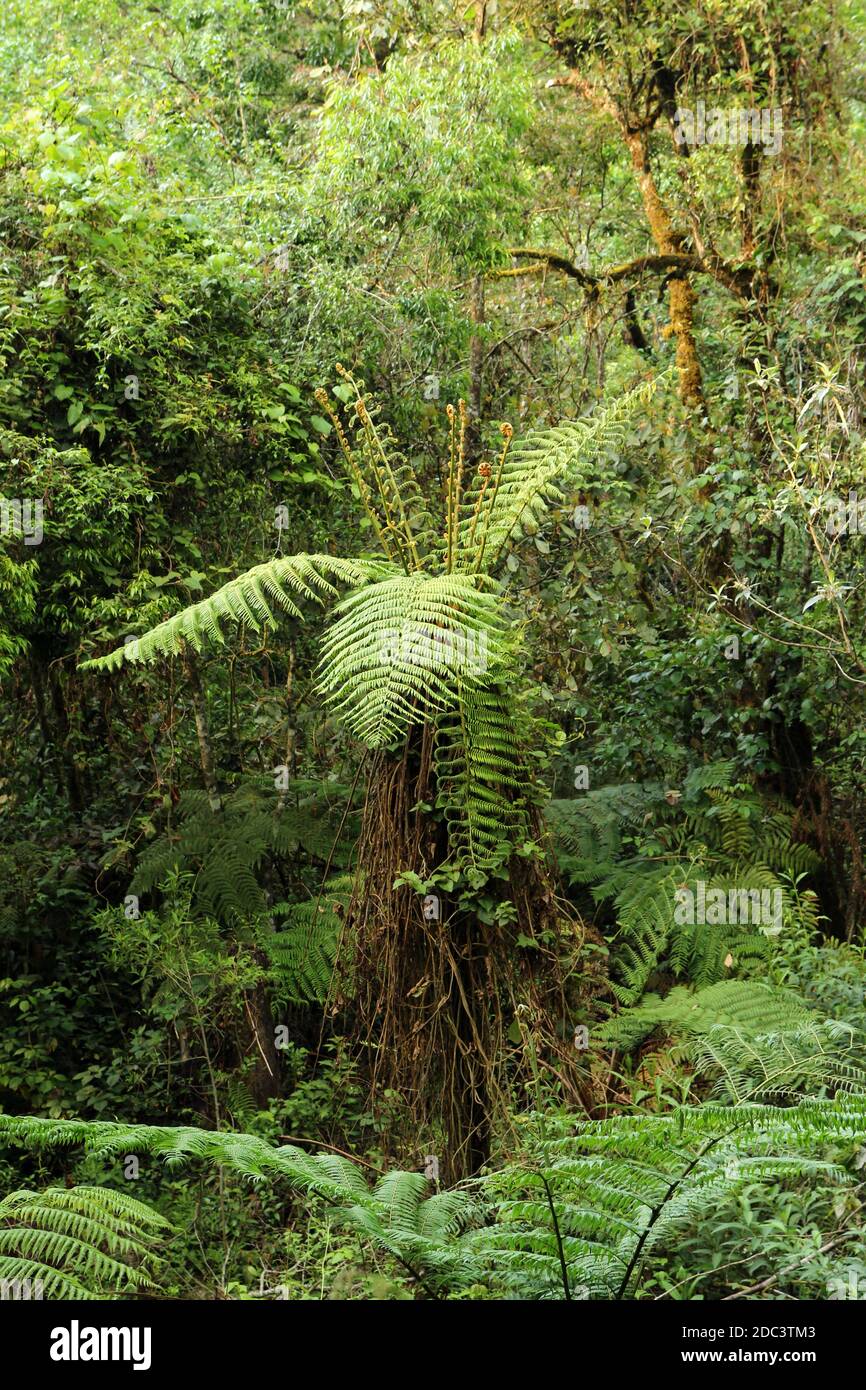 Ferns Pteridophyta High Resolution Stock Photography and Images - Alamy