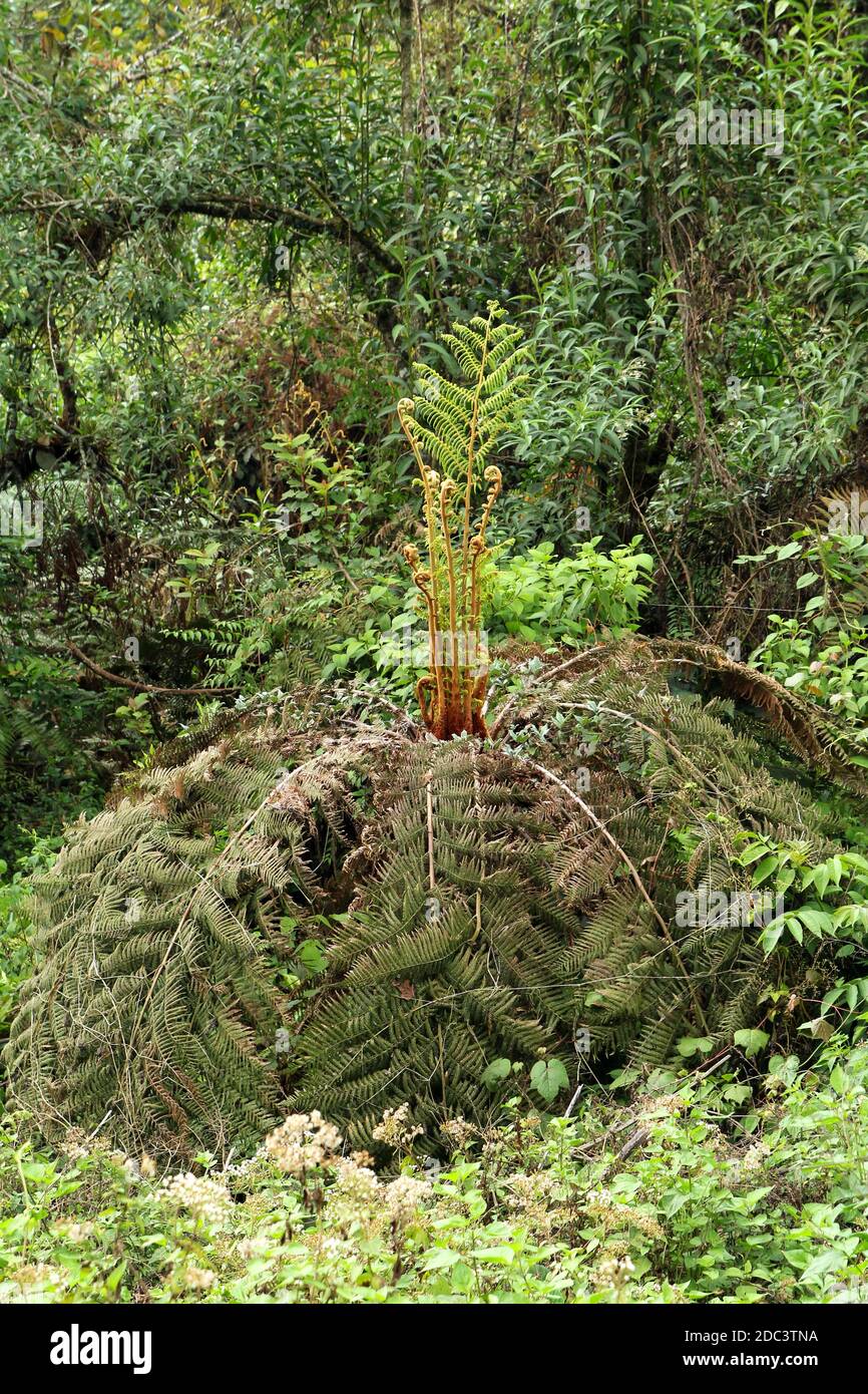 Pteridophyte fern growing in the tropical forest of Hidalgo, Mexico ...