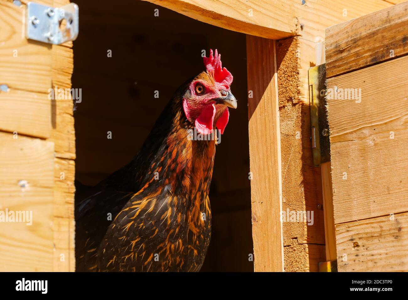 Rooster peering out sticking head out from wooden chicken coop. Medium ...