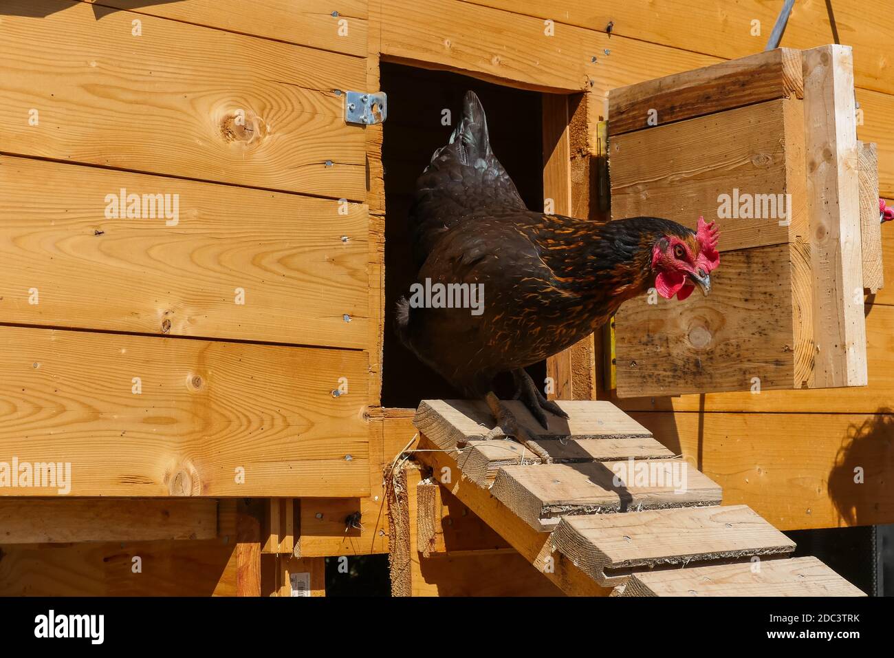 Rooster walking out of chicken coop down wooden ramp. Side view Stock ...