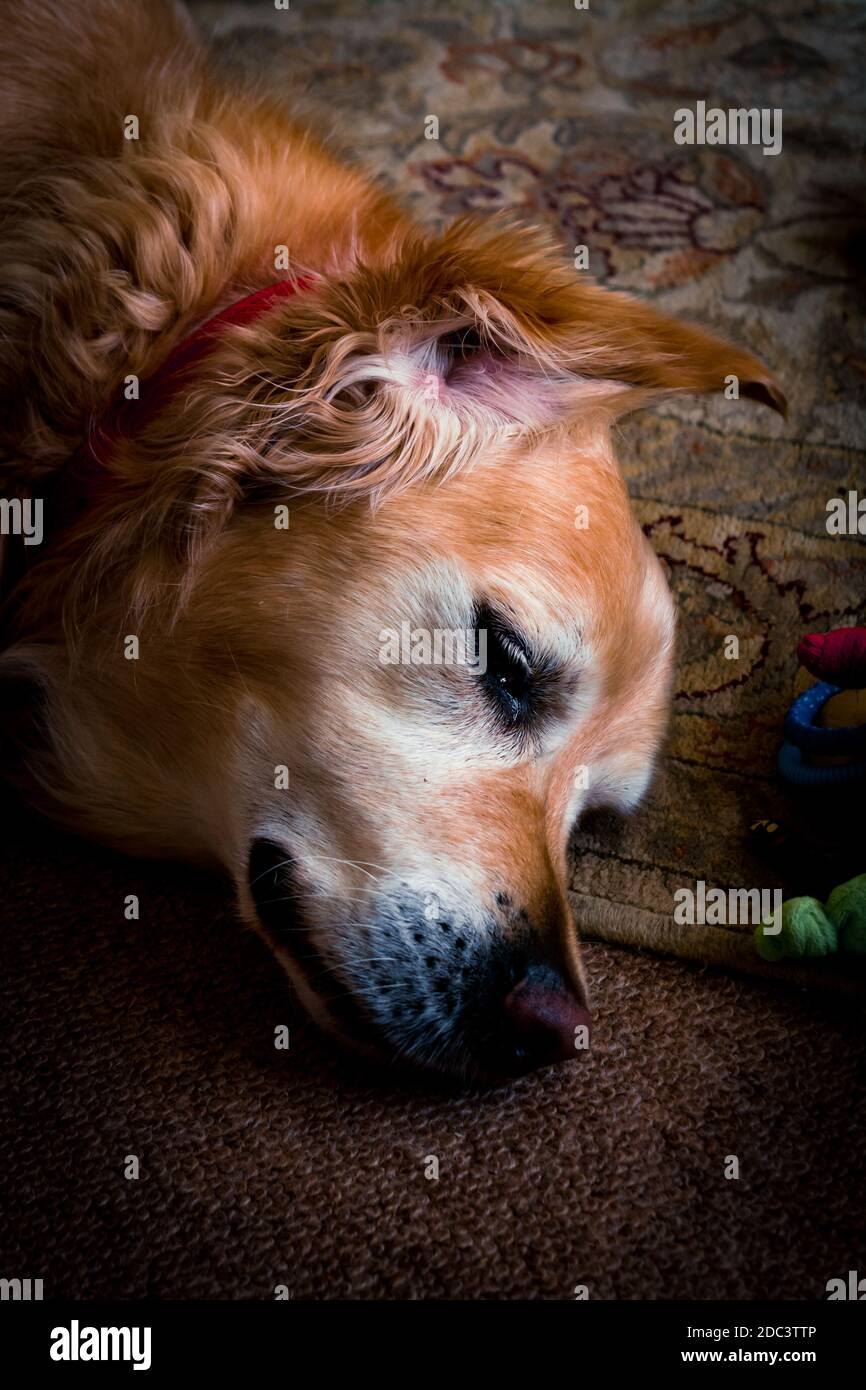 Golden Retriever dog resting after playing with his toys Stock Photo ...