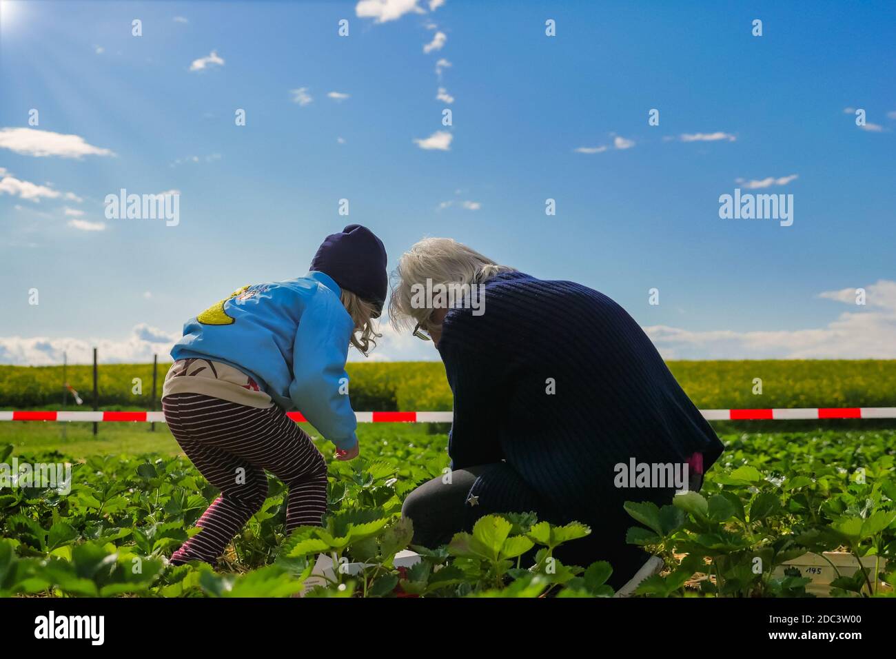 Rear view of child and grandmother picking green crops in farm field ...