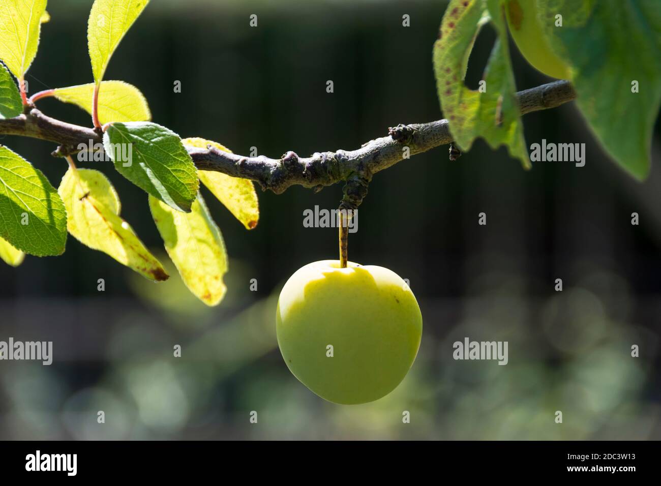 A single ripe greengage growing on a tree in a garden Stock Photo - Alamy