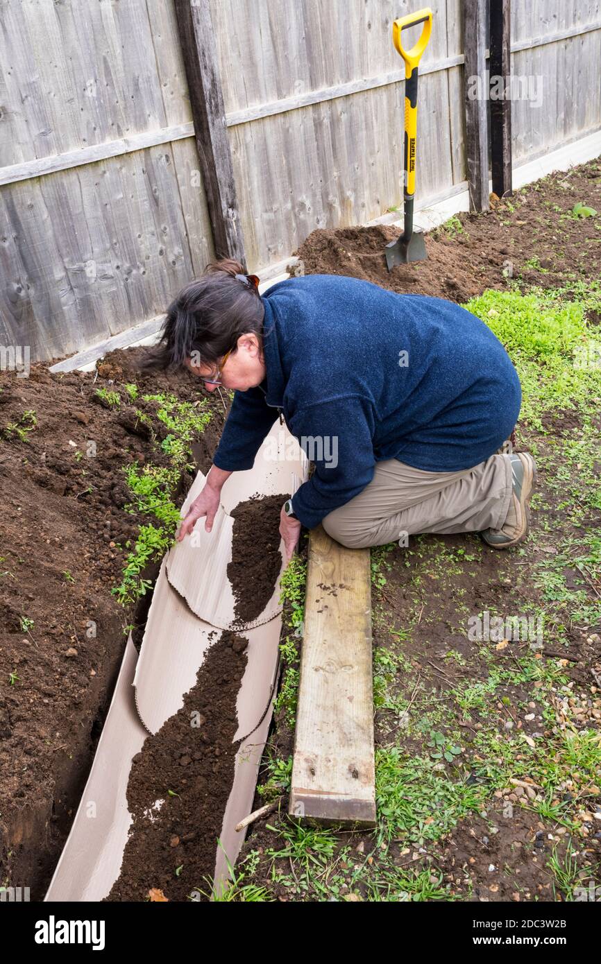 Making a bean trench. Woman lining trench with cardboard & filling with ...