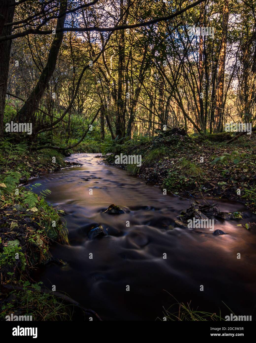 Stream side plants hi-res stock photography and images - Alamy