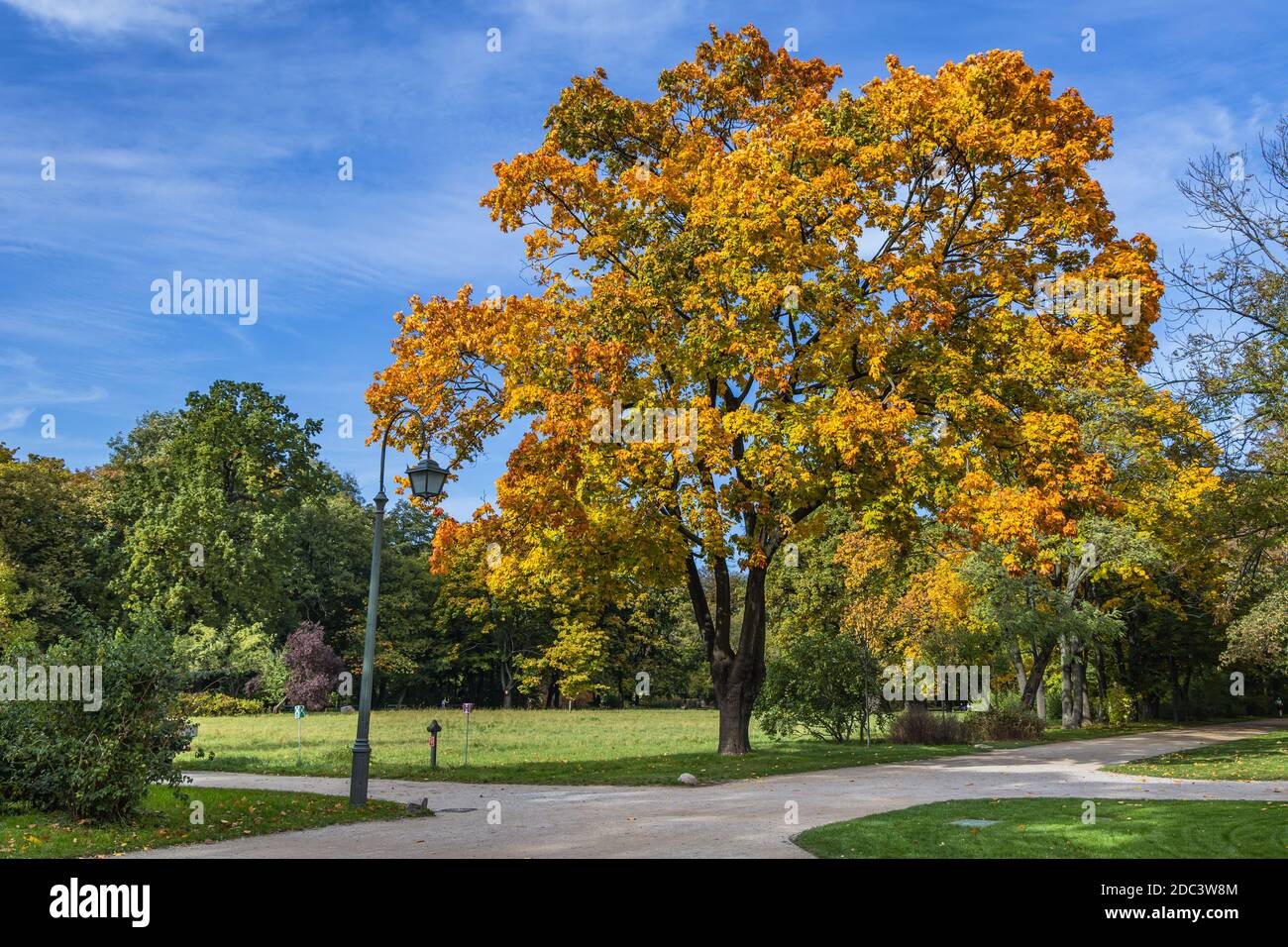 Maple tree in Lazienkowski Park also called Lazienki Park - Royal Baths ...