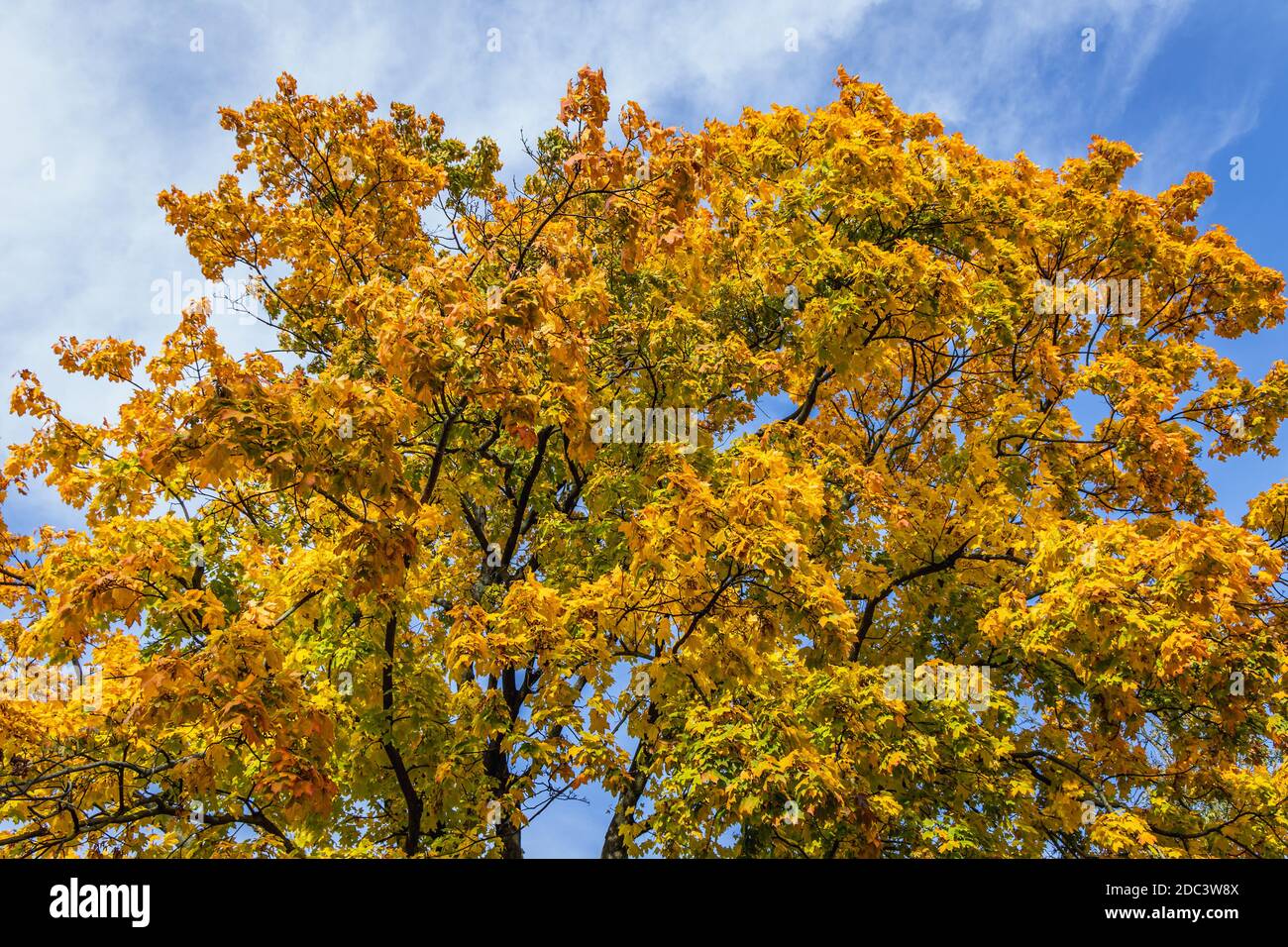 Maple tree in Lazienkowski Park also called Lazienki Park - Royal Baths ...