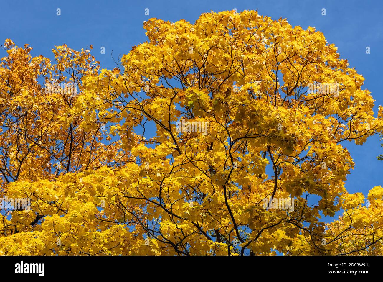 Maple tree in Lazienkowski Park also called Lazienki Park - Royal Baths ...