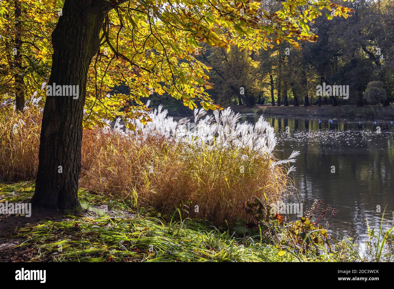 Autumn in Lazienkowski Park also called Lazienki Park - Royal Baths ...