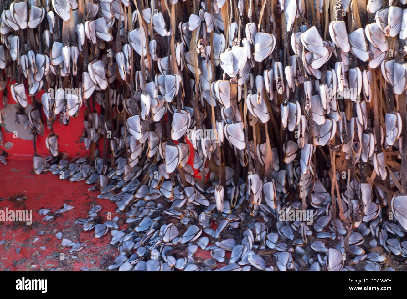 empty sea shells, seashells or shells from an animal at the beach Stock ...