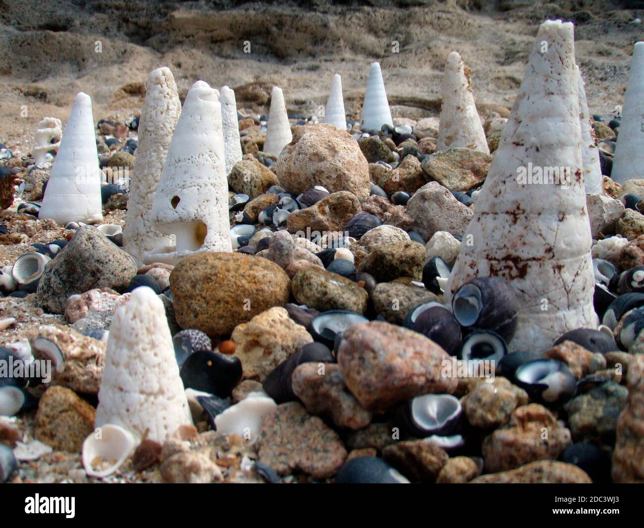 empty sea shells, seashells or shells from an animal at the beach Stock ...