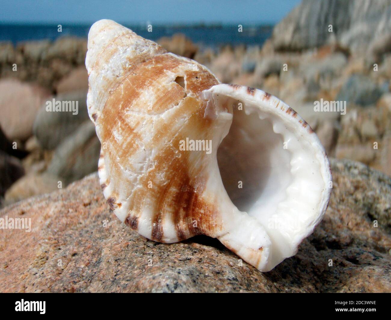 empty sea shells, seashells or shells from an animal at the beach Stock ...