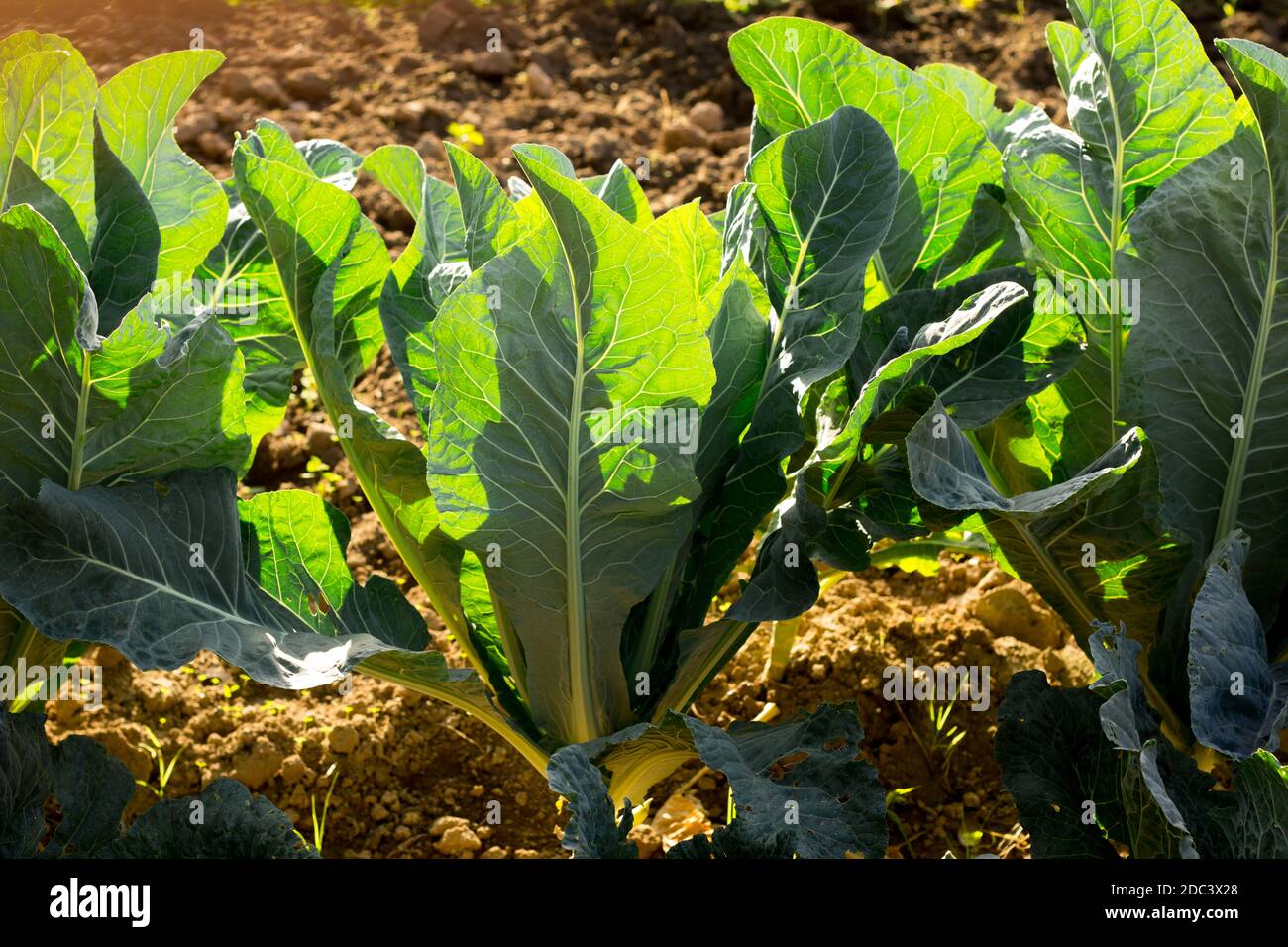 Chard plants grown in an urban garden. Organic cultivation. Green chard ...