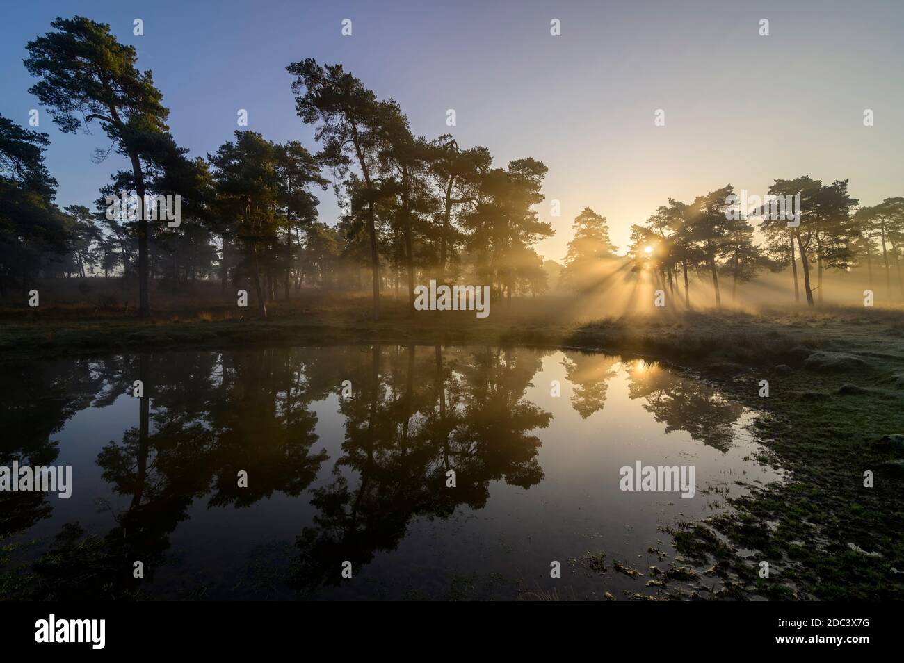 Fen with reflecting trees in a misty forest with sun rays Stock Photo ...