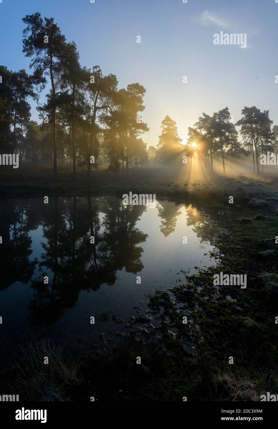 Fen with reflecting trees in a misty forest with sun rays Stock Photo ...