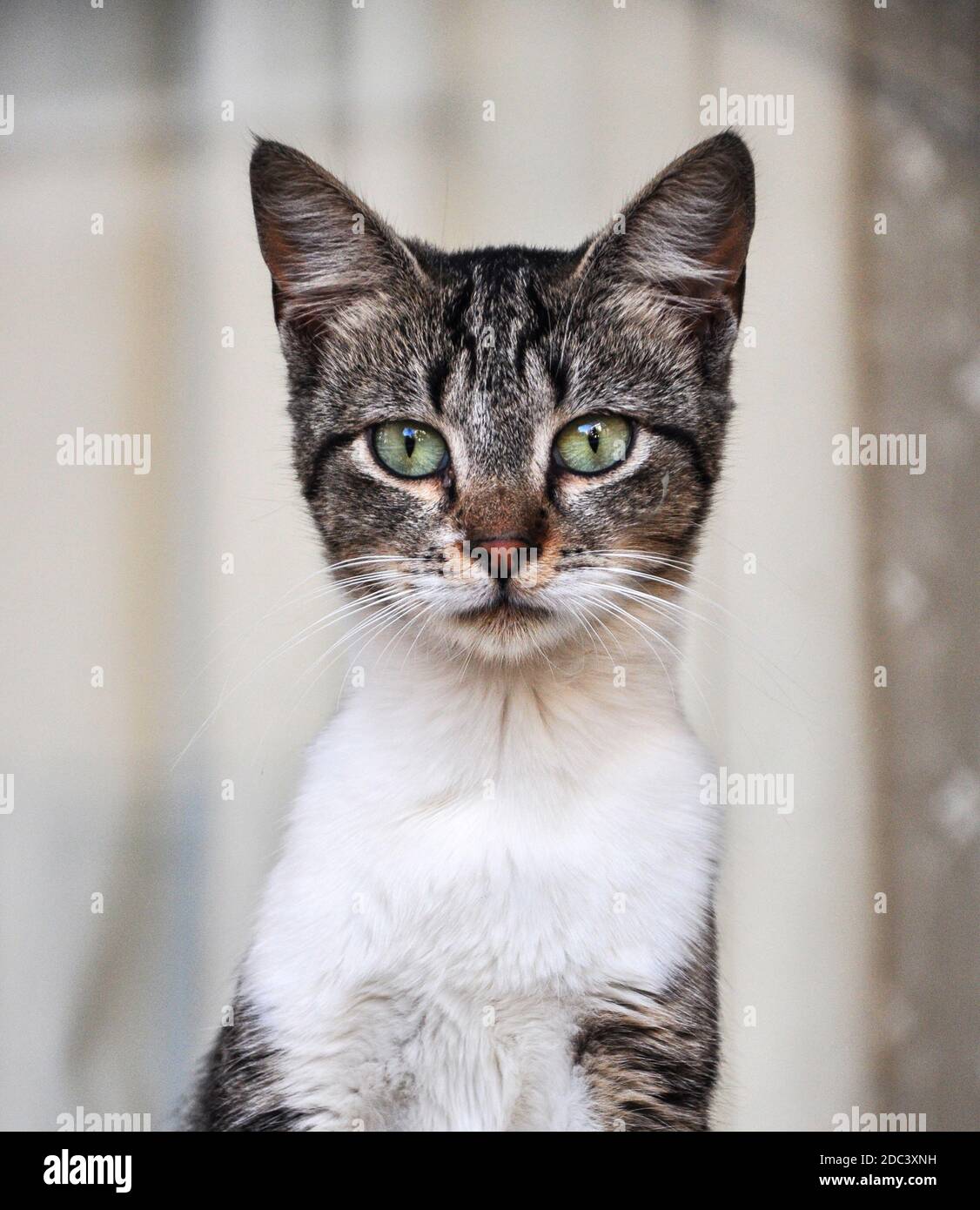 Majestic cat hi-res stock photography and images - Alamy