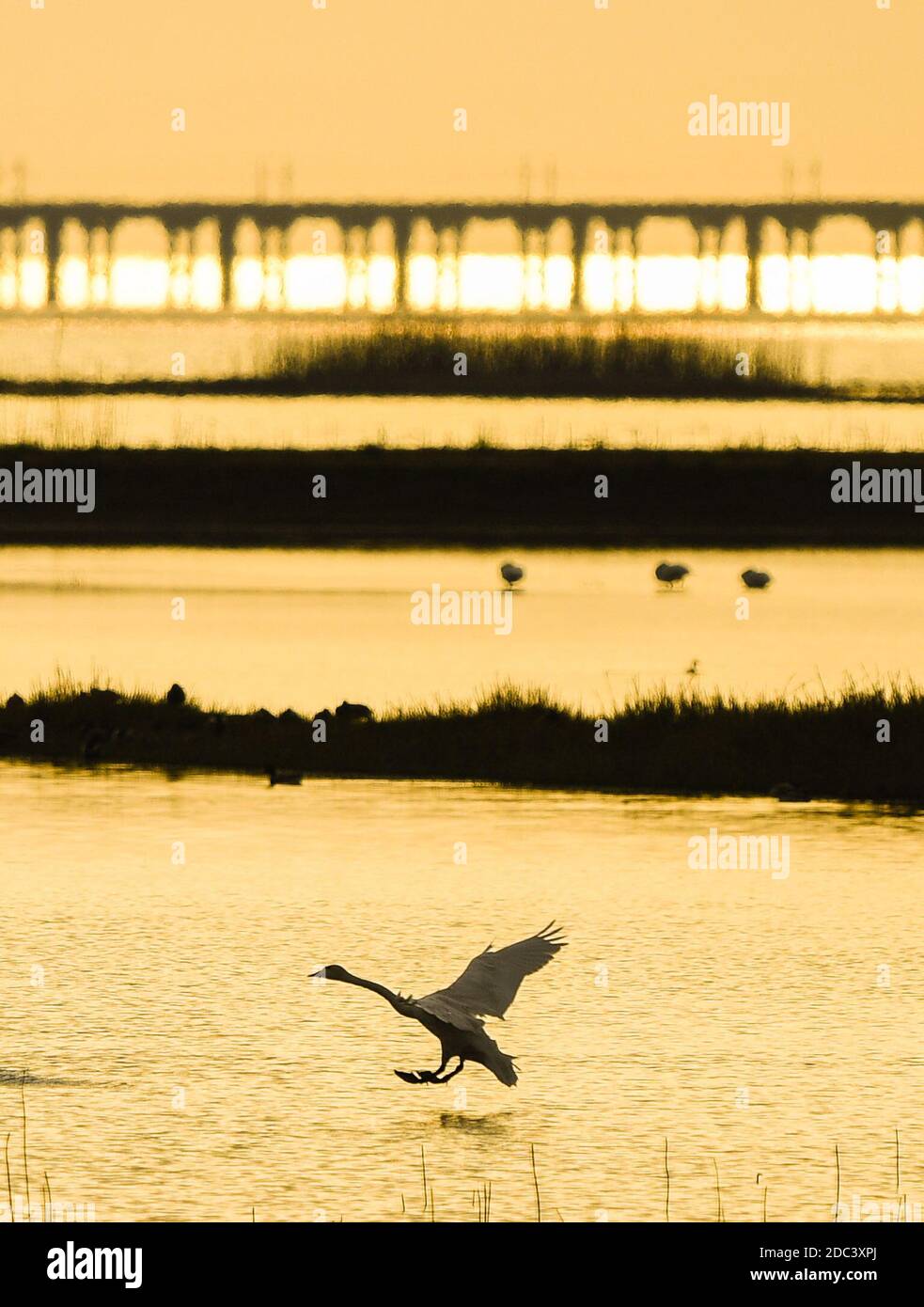 (201118) -- NANJING, Nov. 18, 2020 (Xinhua) -- A swan flies over Shijiu ...