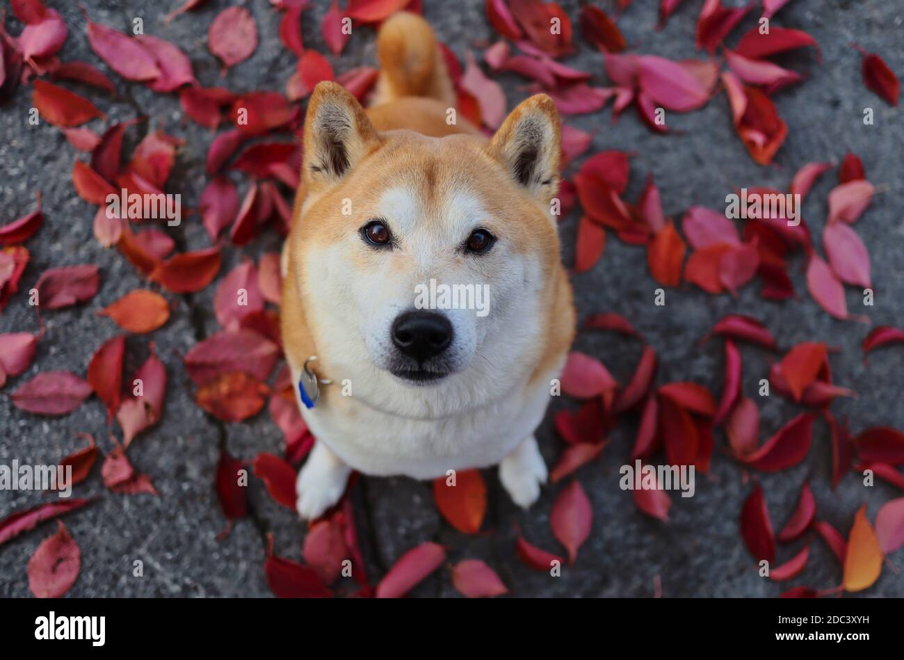 Top-Down Shiba with Innocent Look Sits on Purple Fallen Leaves during ...