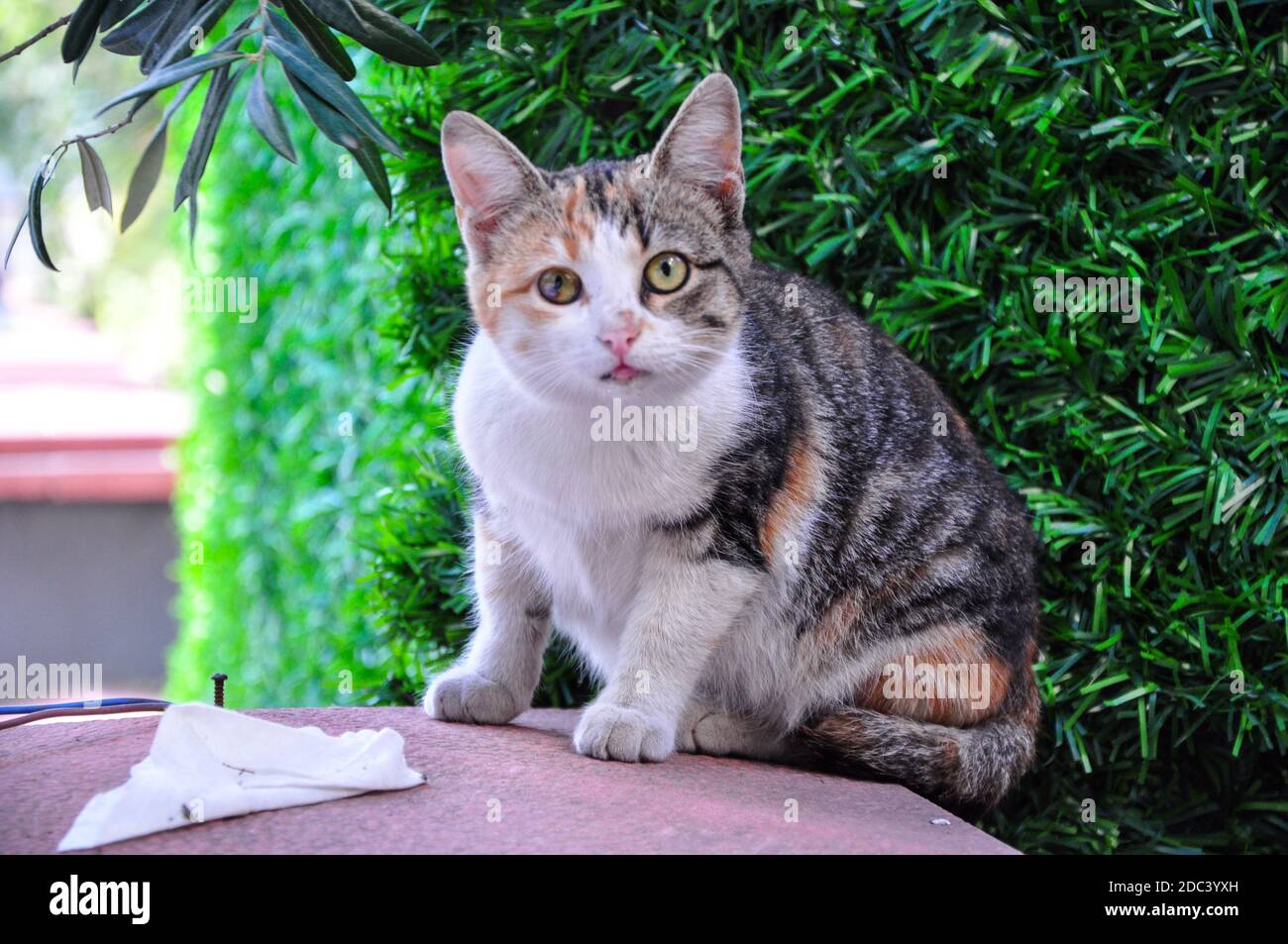 Curious animal hi-res stock photography and images - Alamy