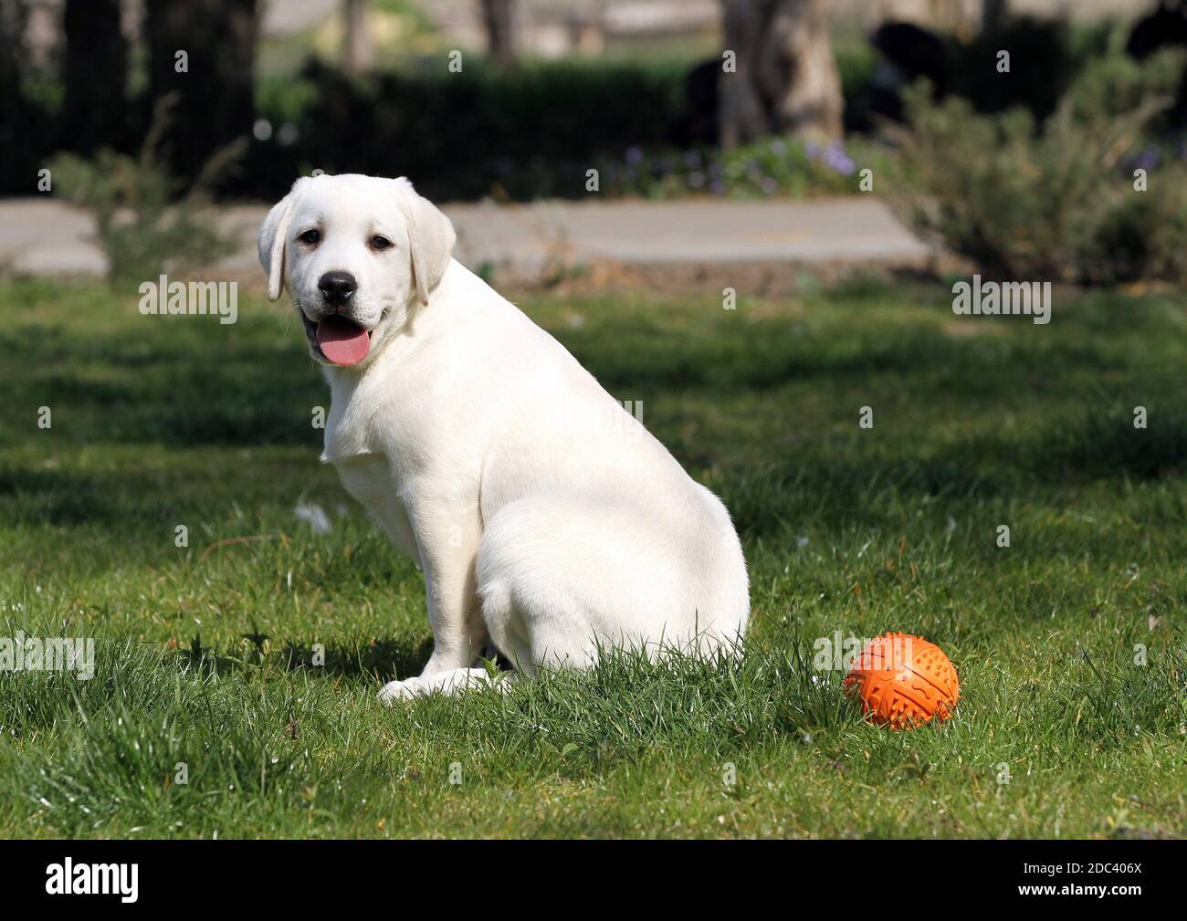 the yellow labrador playing in the park Stock Photo - Alamy