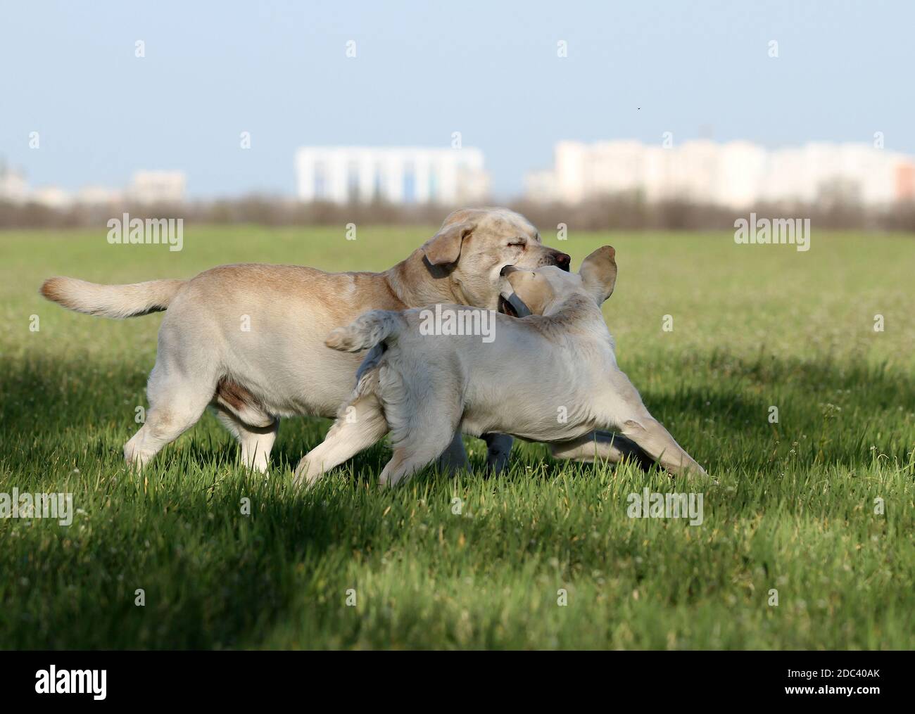 Lovely Labradors High Resolution Stock Photography and Images - Alamy