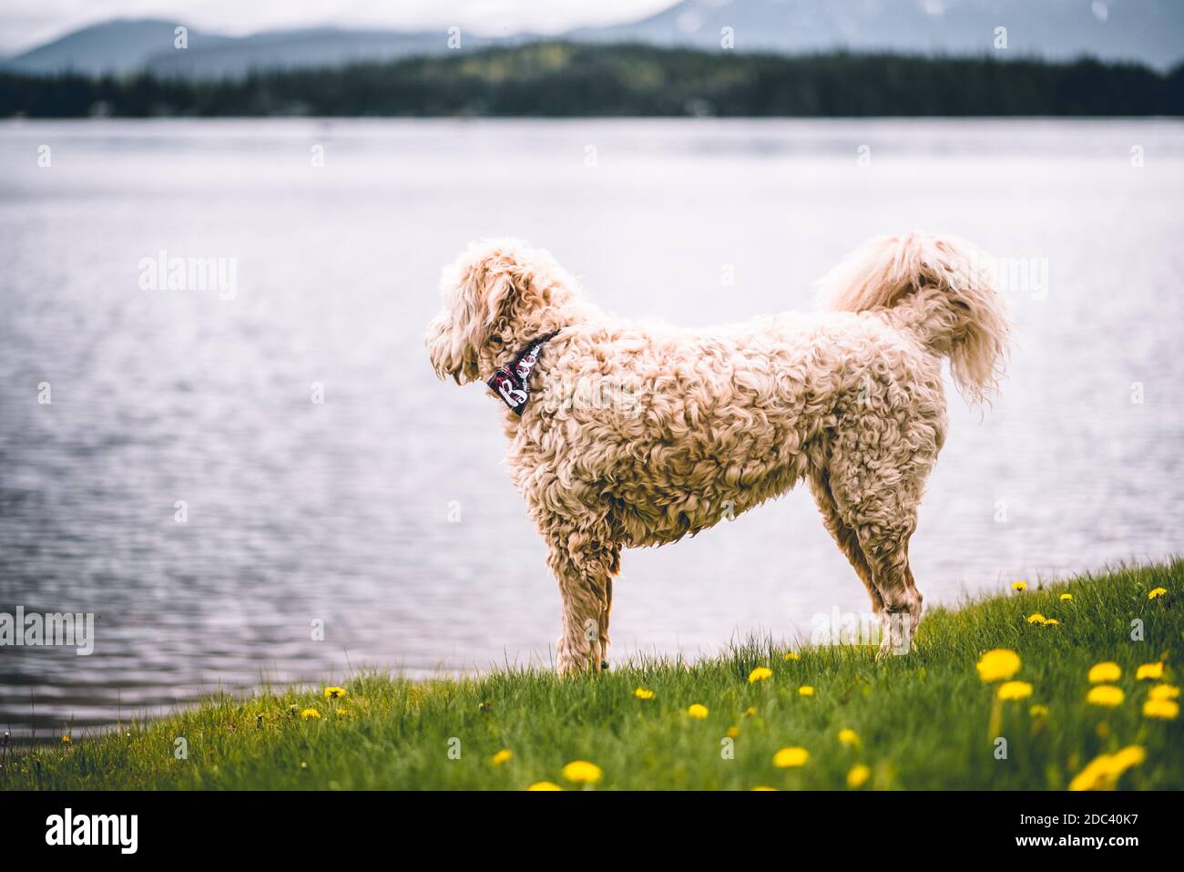 Dog on lake Stock Photo - Alamy