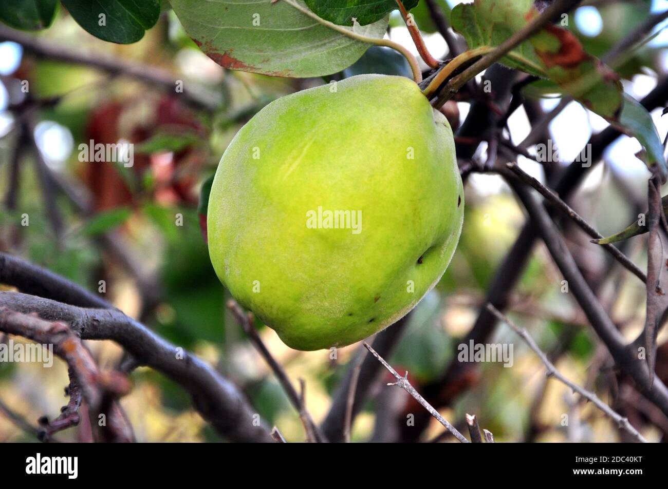 a quince on the tree Stock Photo - Alamy