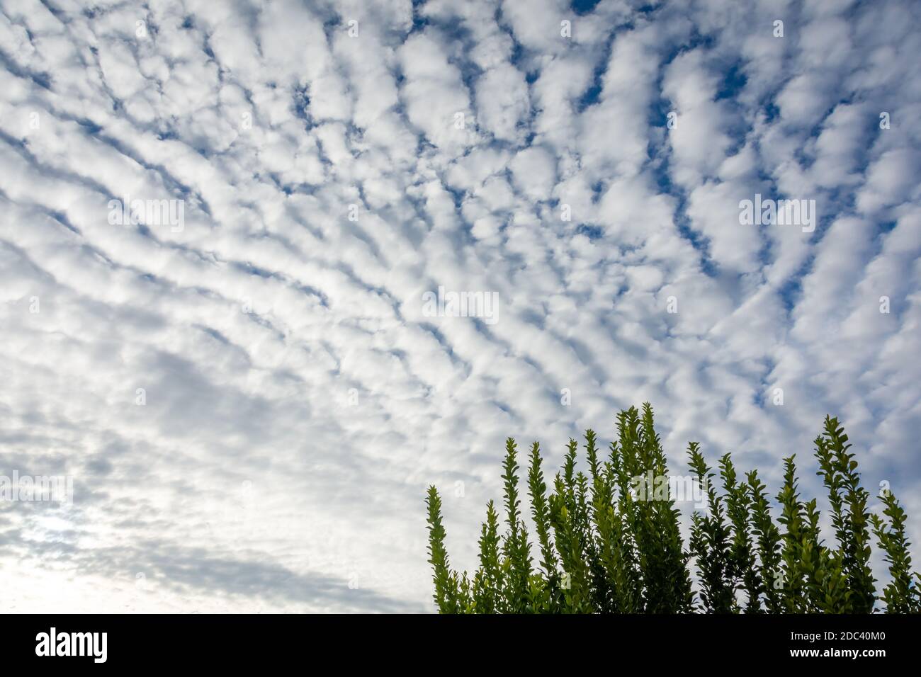 Green branches of a tree on a mackerel sky at sunset background Stock ...