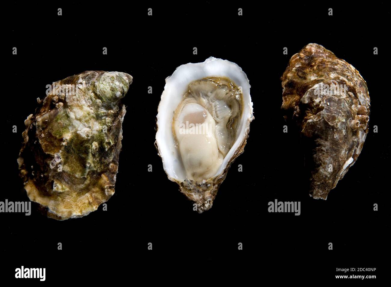 three fresh oysters closed and open on a black background Stock Photo ...