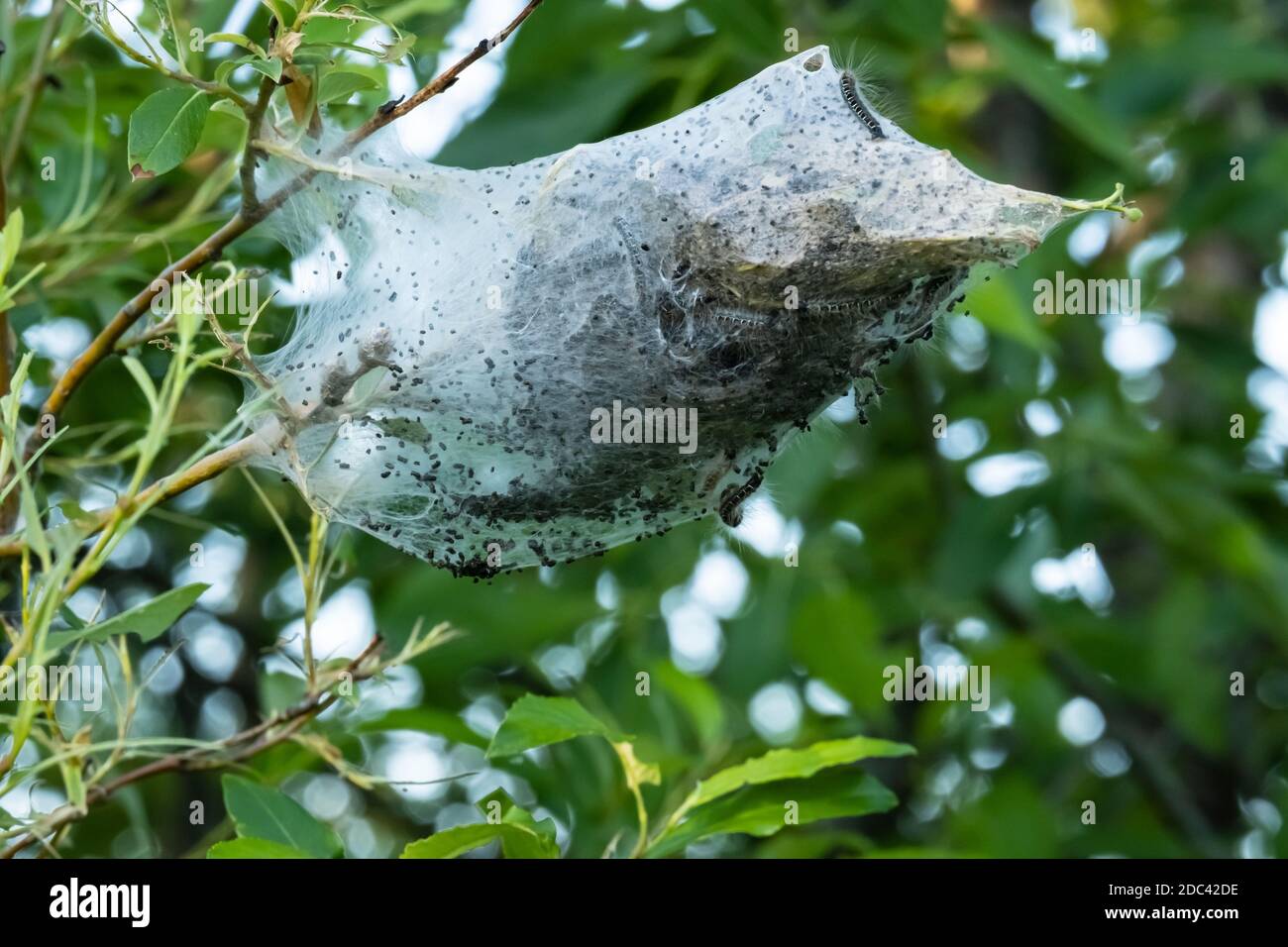 Cocoon with caterpillars from a web on a bush branch, against a ...