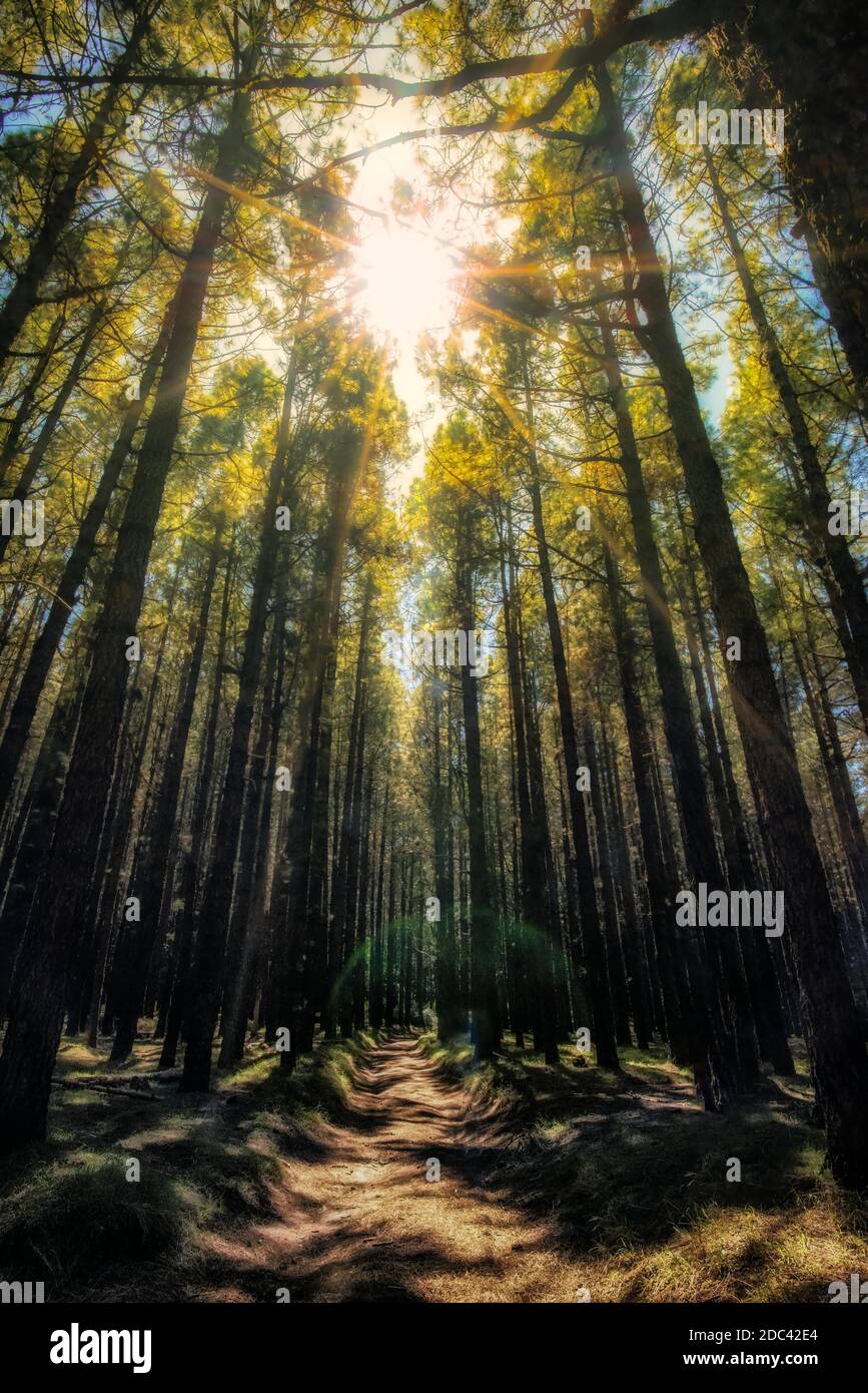 tall trees forming a line and where you see the sun and rays Stock ...