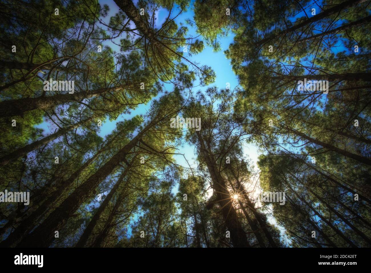 tall trees forming a line and where you see the sun and rays Stock ...