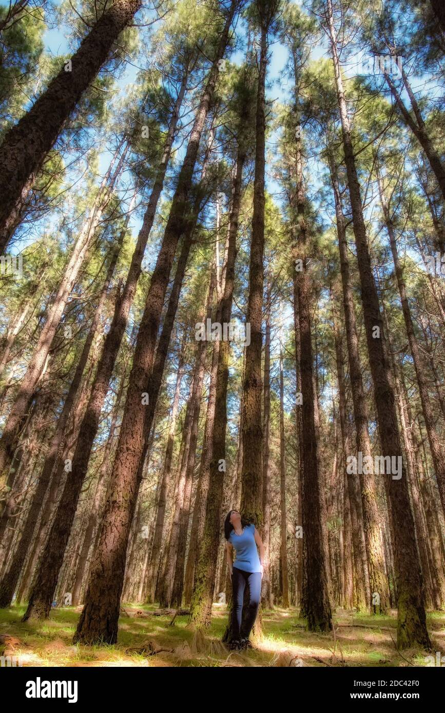 tall trees forming a line and where you see the sun and rays and a ...