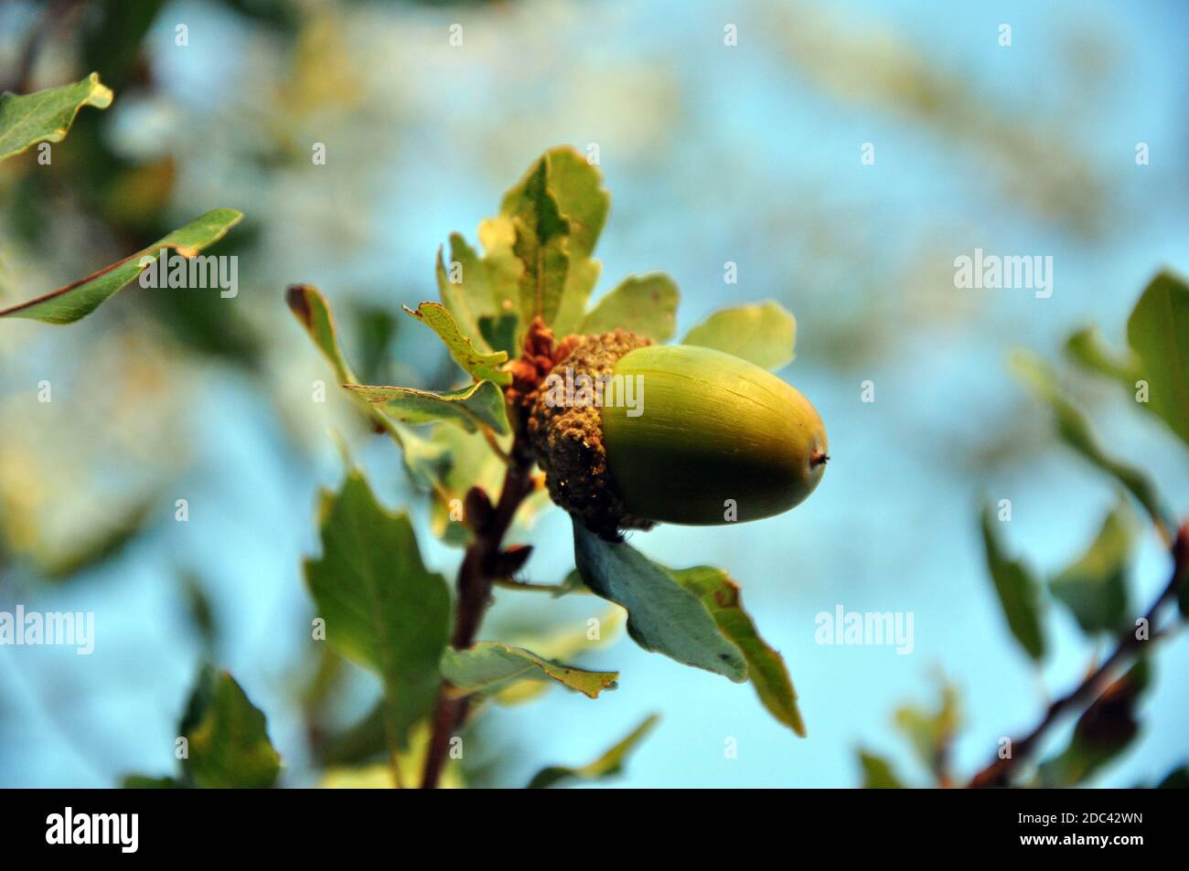 Tree of acorn hi-res stock photography and images - Alamy