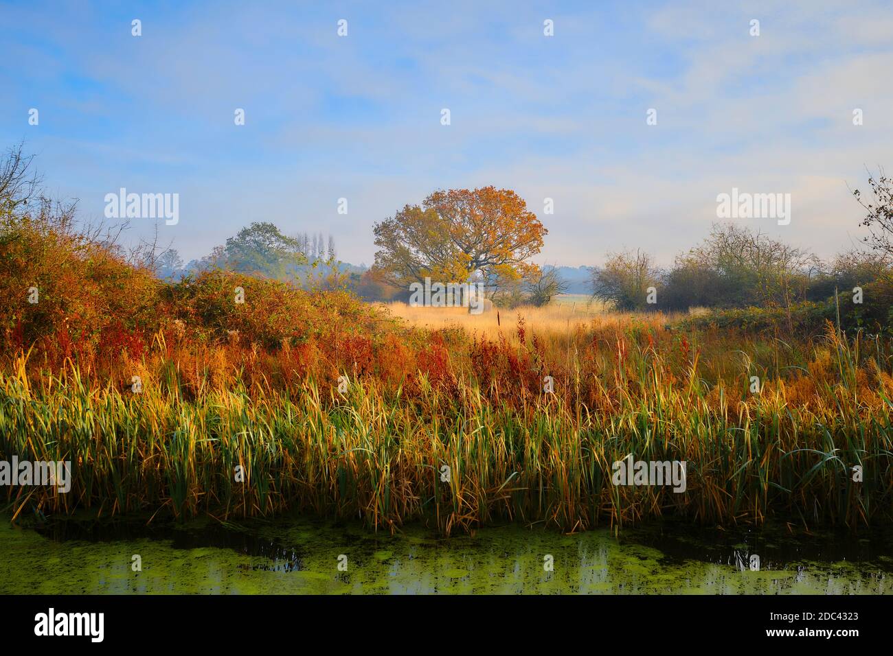 Early evening sky autumn trees hi-res stock photography and images - Alamy