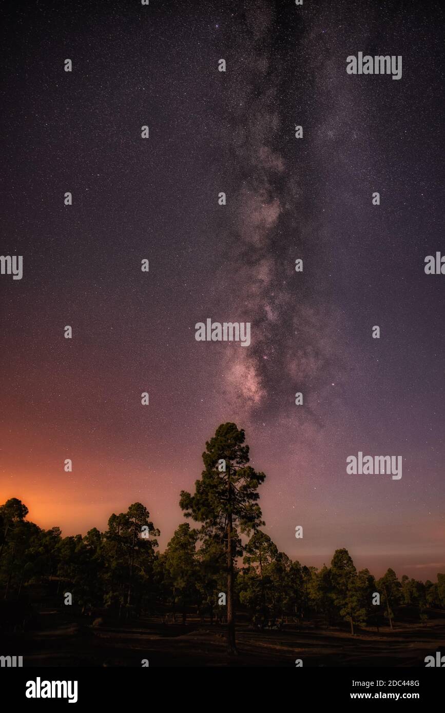 tree with milky way stars and sky illuminated with cold and warm colors ...