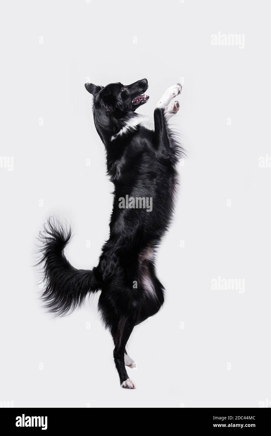 Dog standing on two paws isolated over white background. Playful full ...