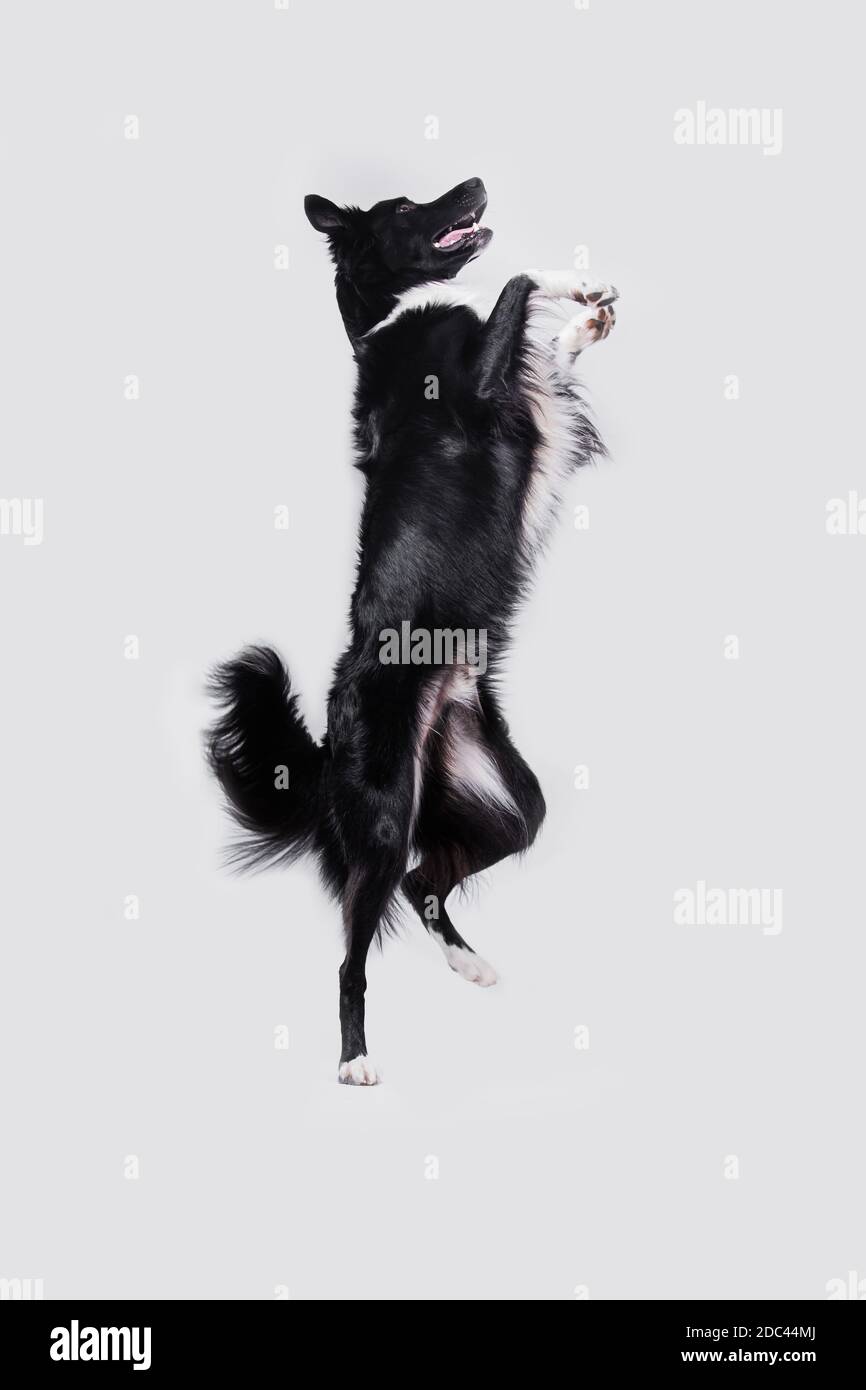 Dog standing on two paws isolated over white background. Playful full ...