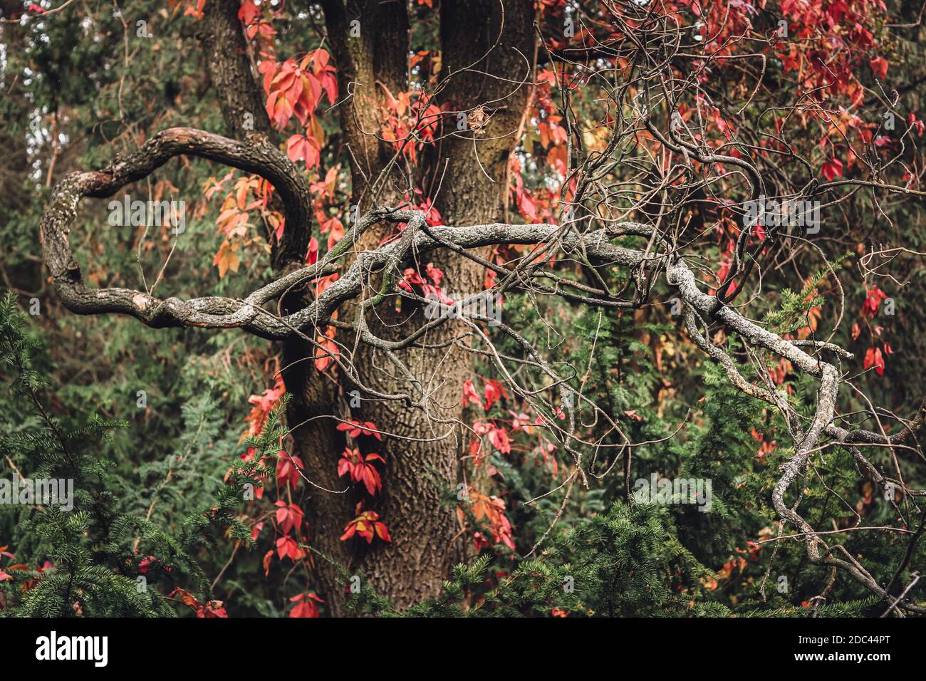 Tree entwined with ivy hi-res stock photography and images - Alamy