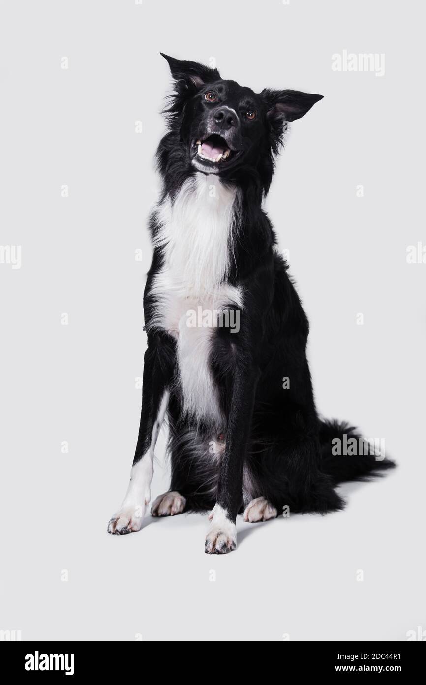 Funny astonished Border colle staring pet showing tongue, mouth open ...